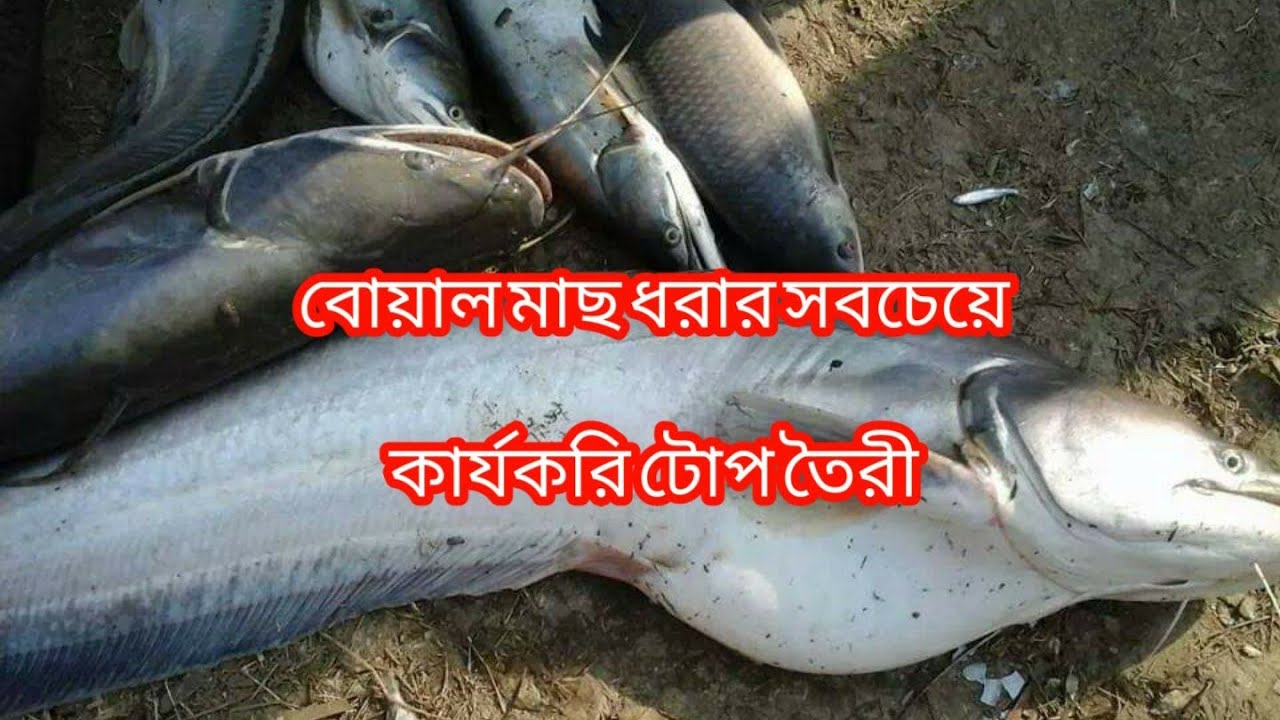 নদীতে বোয়াল মাছ ধরা | Bual Fish Hunting In The River - YouTube