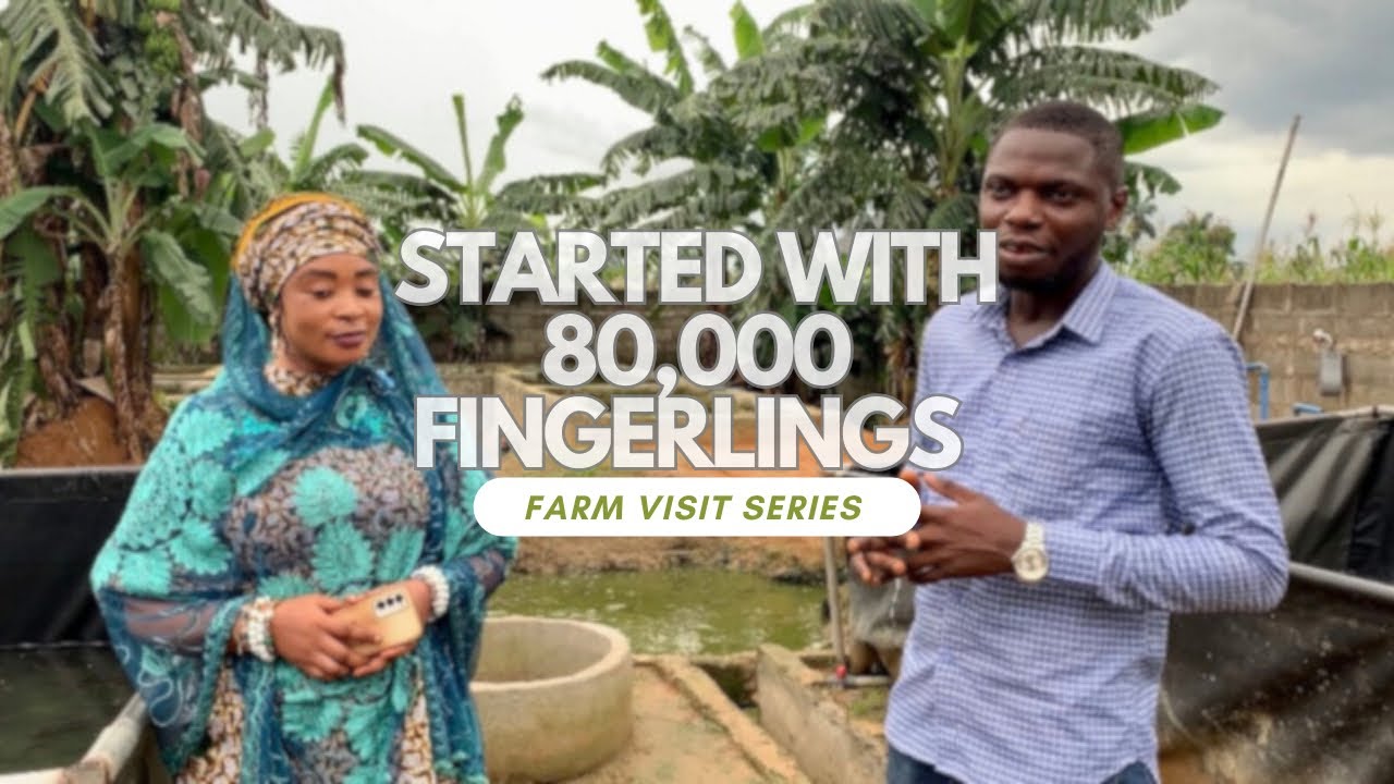 How She Started Catfish Farming with 80,000 Fingerlings #catfishfarm # ...