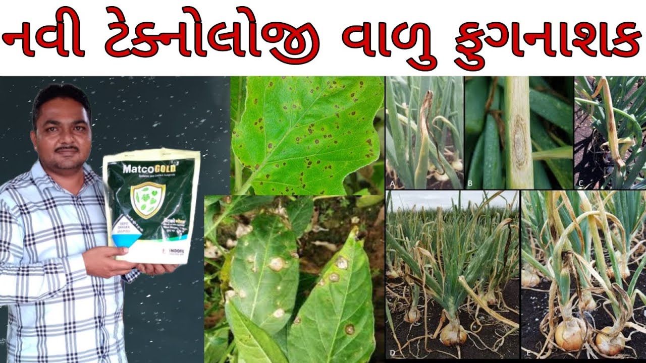 Indofil matco gold રીંગણી મરચી અને દરેક શાકભાજી માં વપરાતુ ફુગનાશક ...