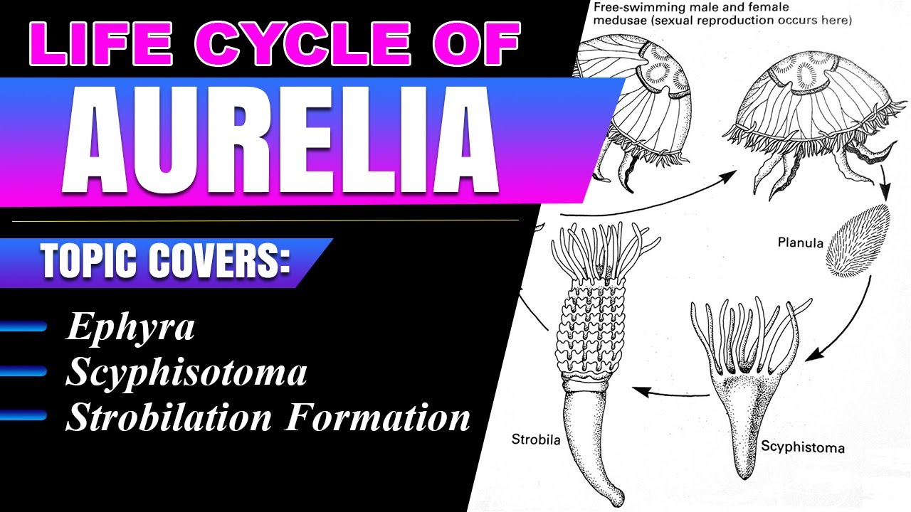Life cycle of Aurelia - YouTube