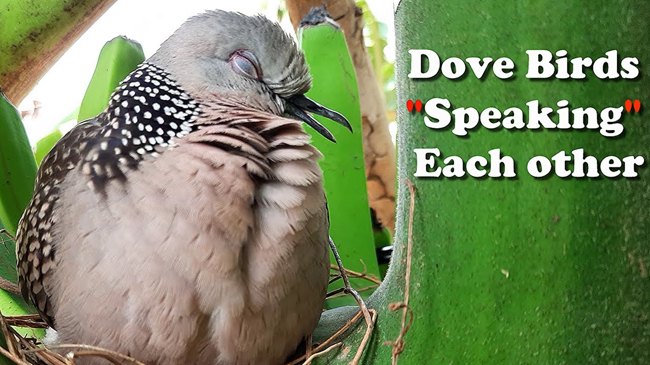 Dove Couple Speaking to Each other | turtle dove bird nest | birds ...