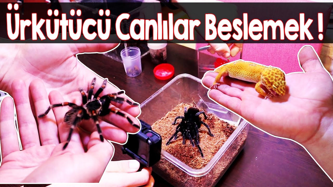 Evde Tarantula ,Çiyan ve Gekko Beslemek ! w/Türkiye Pet Platformu - YouTube