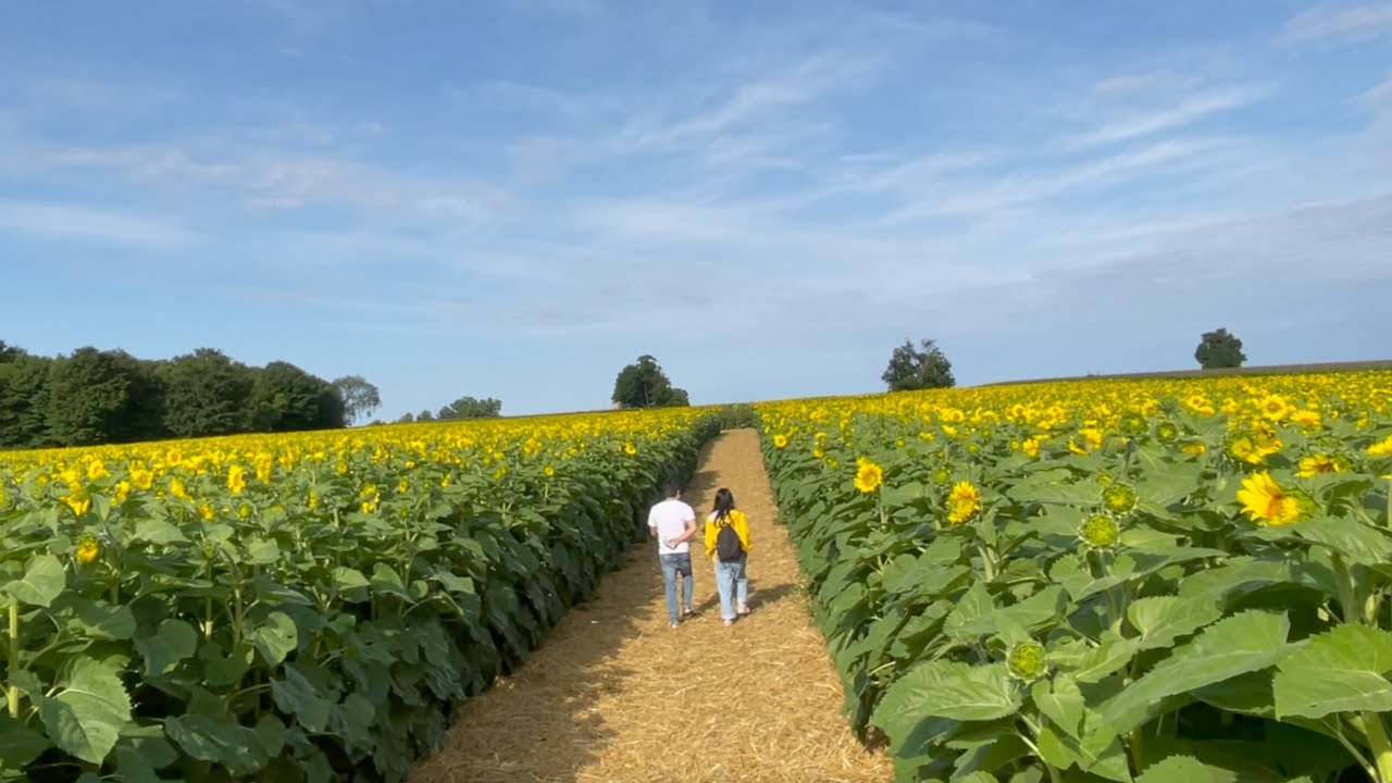 Sunflower Farm || Love Story of Helios and Clytie Greek Mythology - YouTube