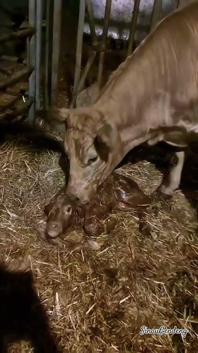 SAPI LIMOUSIN LAHIRAN ‼️#sinaugendeng #shorts #viralvideo #cow #animals - YouTube