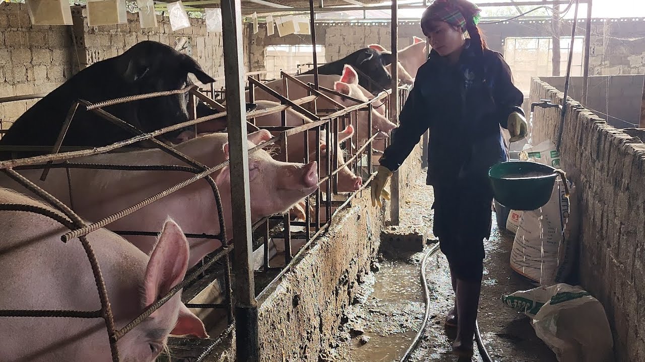cook liquid feed for sows,take careof vegetable garden /@ThoaRurallife ...