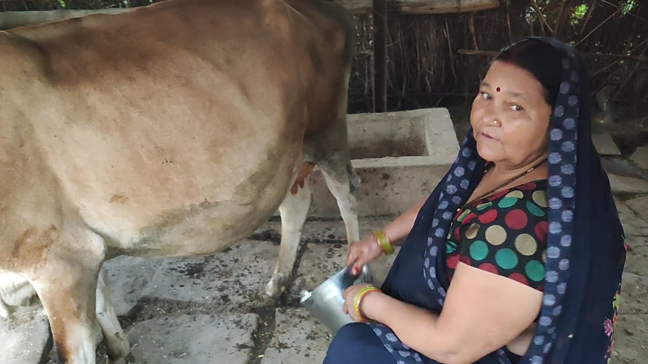 Cow Milking By Hand | Milking A Cow By Hand | Milking In India | Indian ...