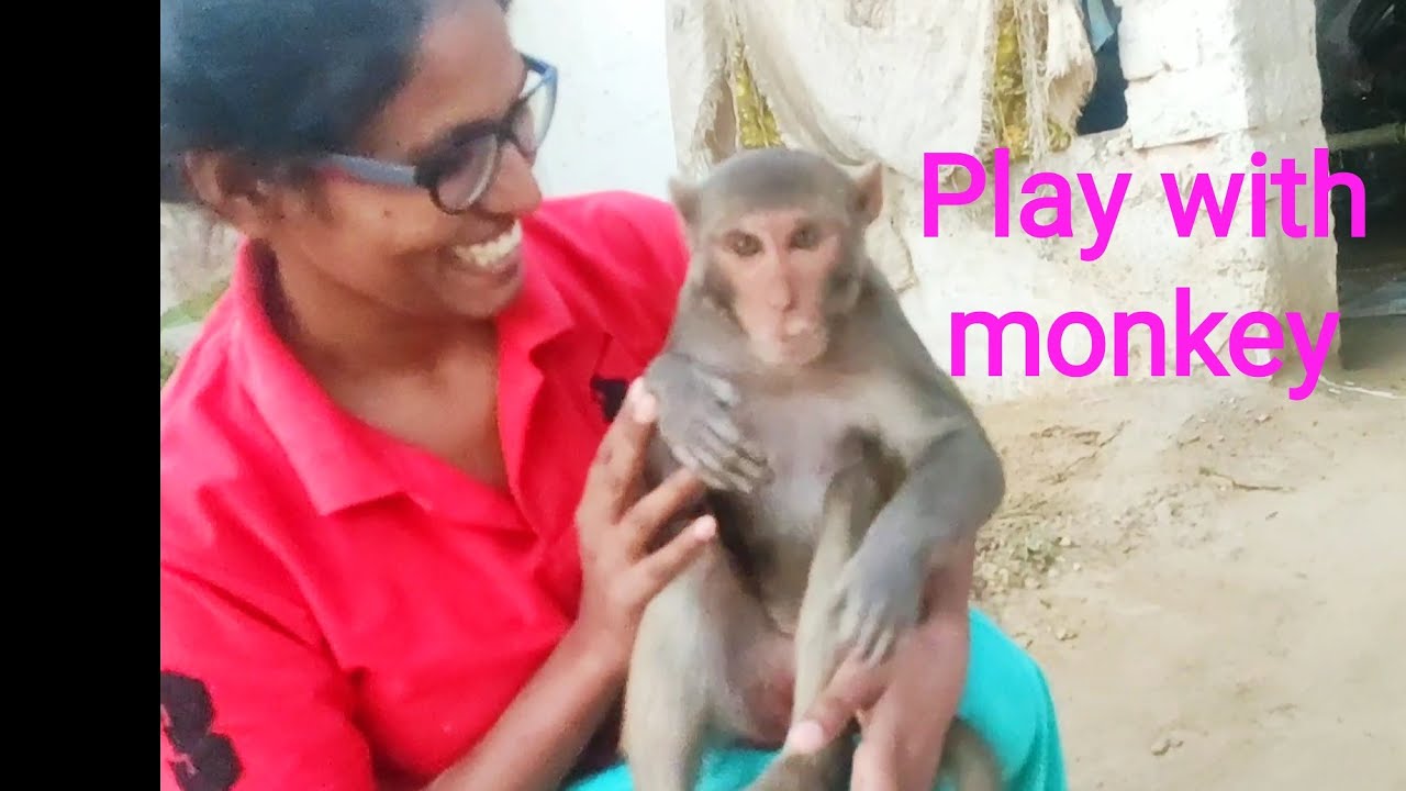 Monkey funny video, Entertainment funny video with monkey, Play with ...