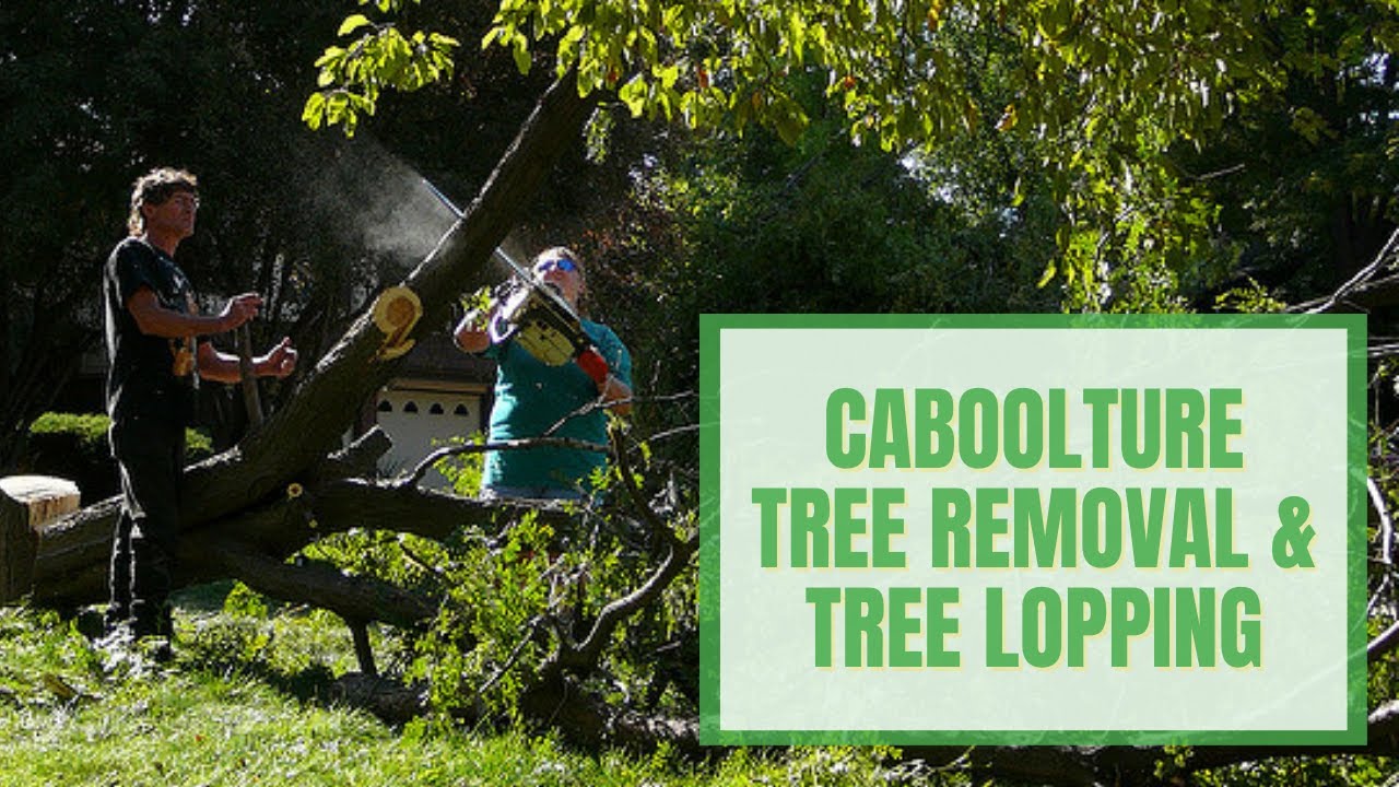 Caboolture Tree Removal & Tree Lopping - Tree Removal Caboolture ...