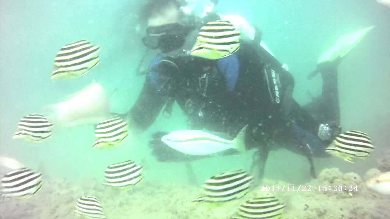 Scuba Diving - Rockingham Wreck Trail Western Australia - YouTube