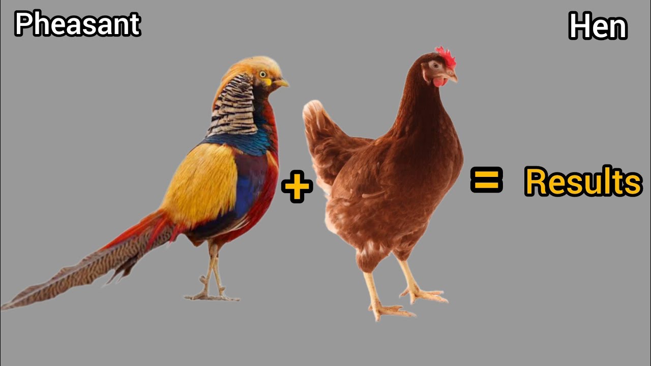 pheasant and hen cross breed result | chicken cross breed result # ...