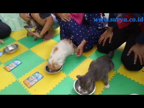 Meriahnya Lomba Makan & Fashion Show Kucing - YouTube