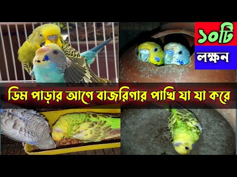 বাজরিগার পাখির ডিম পাড়ার ১০ টি লক্ষণ । 10 Signs of Budgies  Bird Laying Eggs.