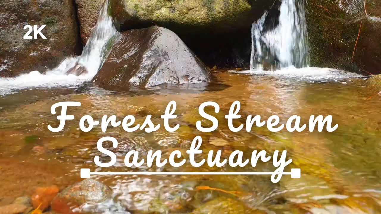 Forest Stream Sanctuary: Nature's Restorative Haven - YouTube
