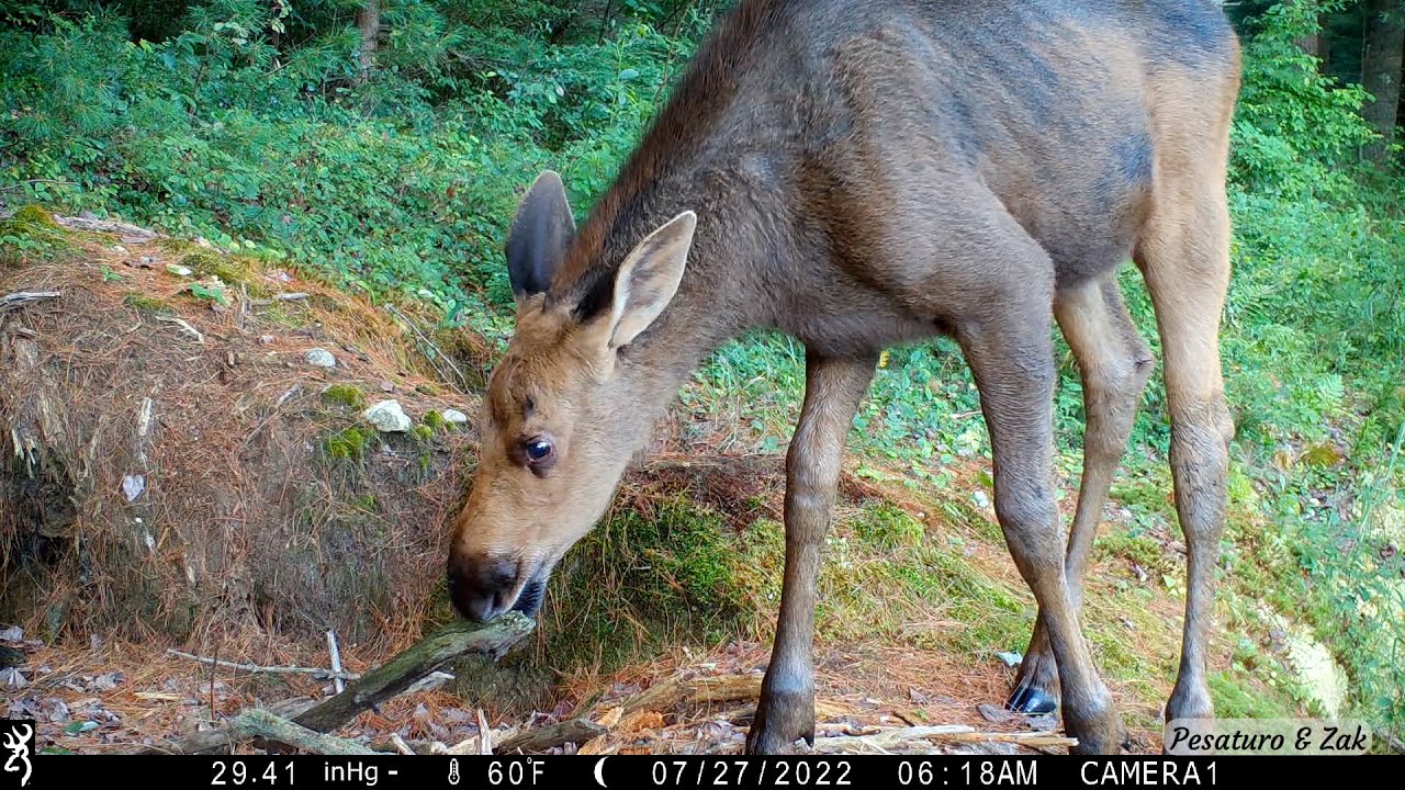 Moose Calf up Close and Personal - YouTube
