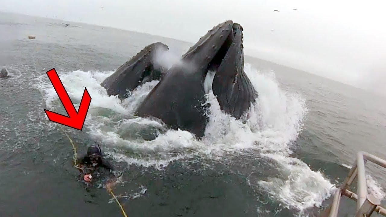 Diver saved a whale… Take a look at how the animal thanked him for his ...