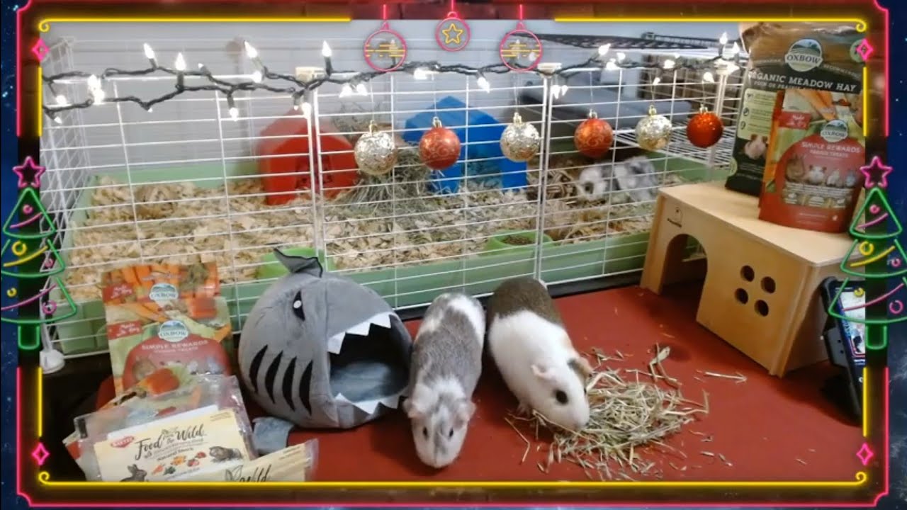 Merry Pigmas! Guinea Pig Got Some Early Presents! - YouTube