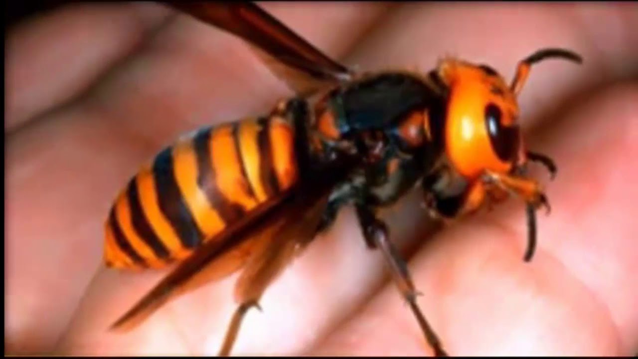 Insekte 4 - YouTube
