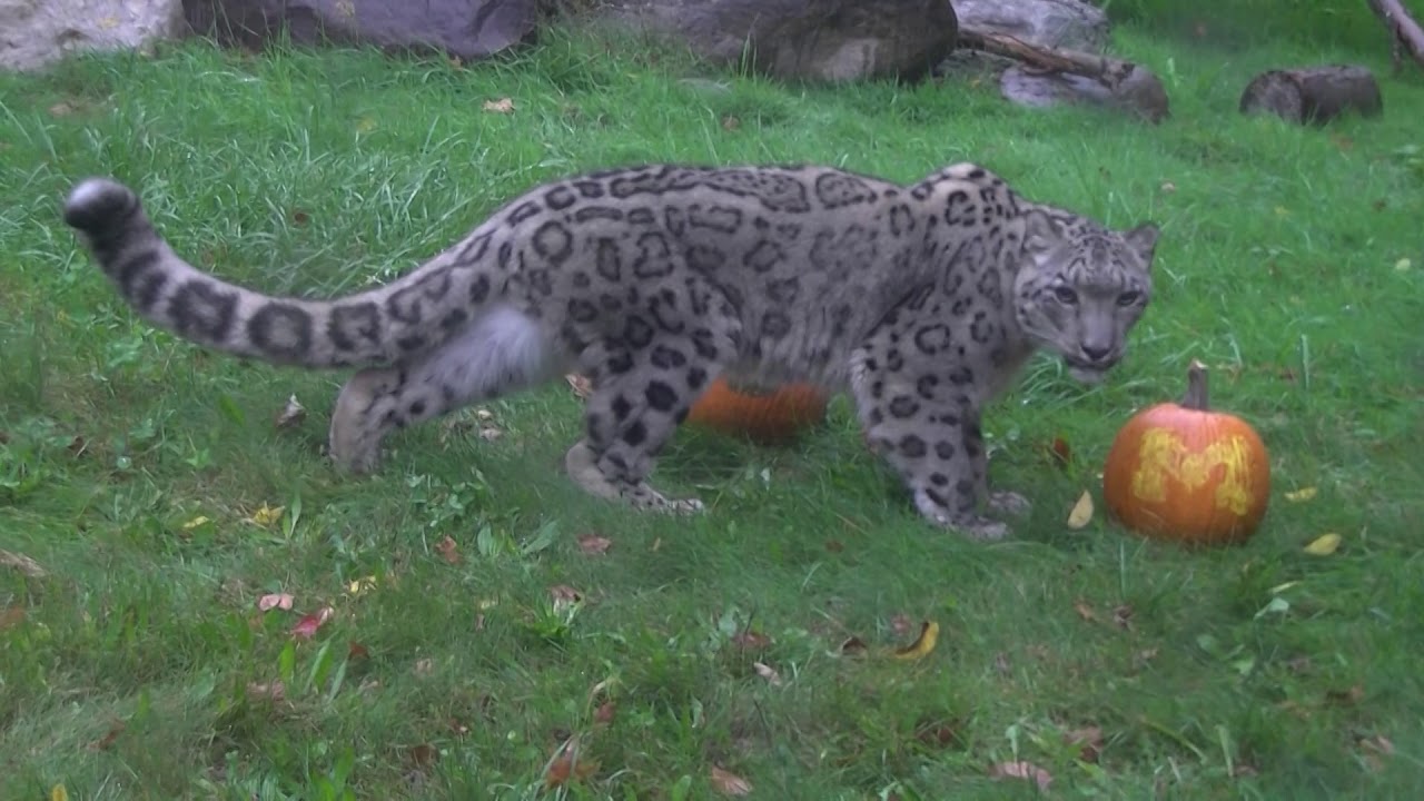 Snow Leopard predicts winner of Michigan State vs Michigan on Saturday ...