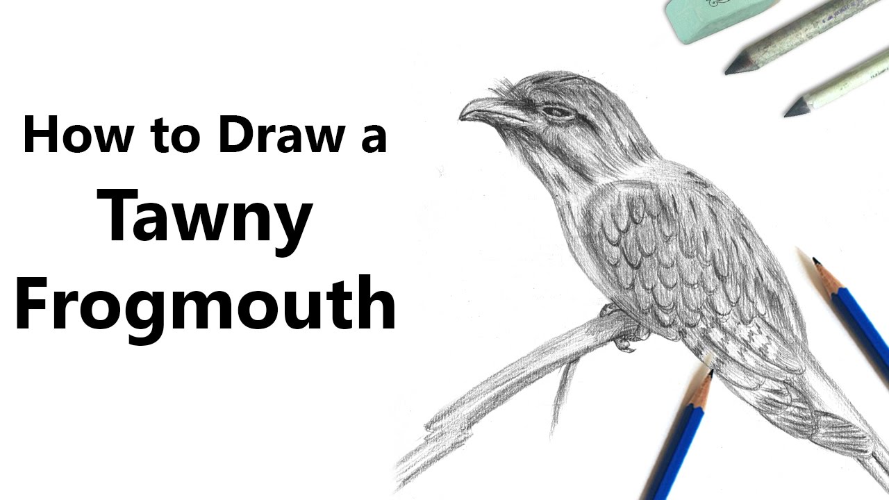 How to Draw a Tawny Frogmouth with Pencils [Time Lapse] - YouTube
