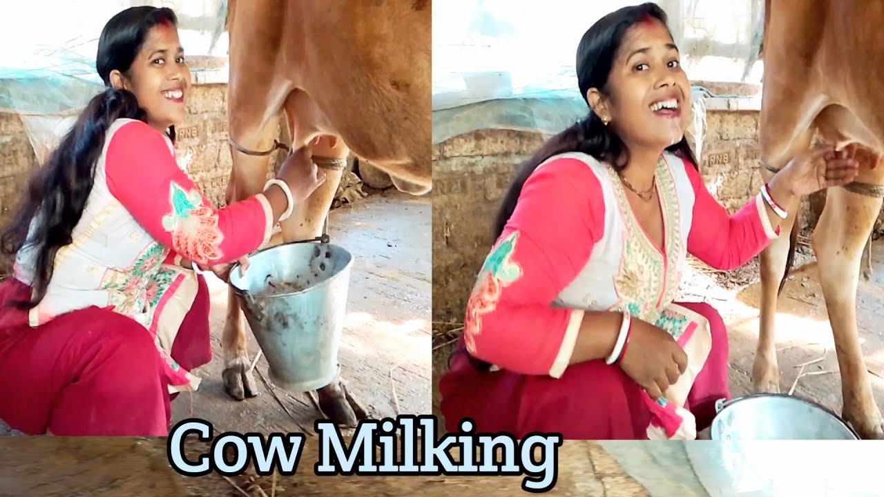 Awesome Cow Milking and Drinking Cow Milk - YouTube
