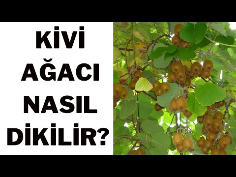 Kivi ağacı nasıl dikilir? Kivi yetiştirme. How to plant a kiwi.