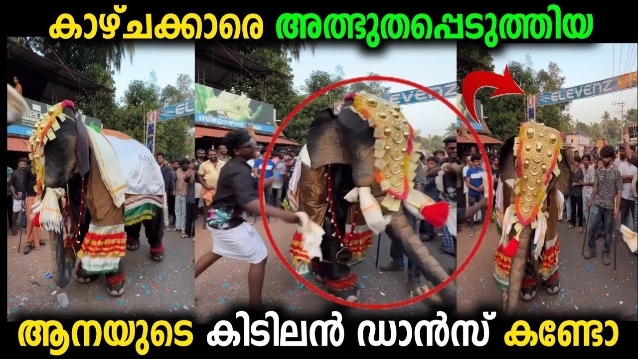 #elephant | elephant dance - YouTube