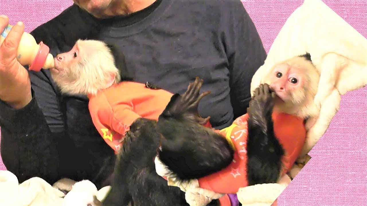 Getting My Monkey Ready for BED! | Diaper, Pajamas, Bottle, Bedtime ...