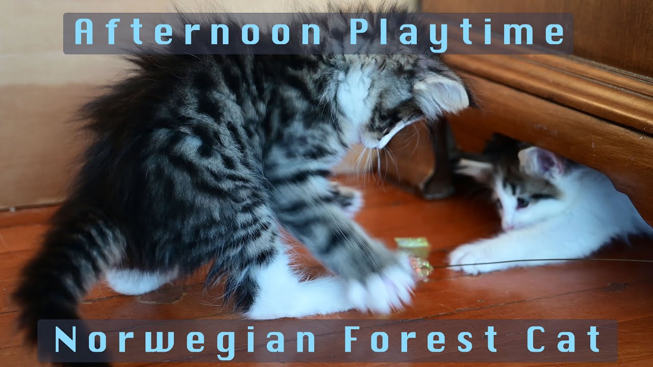 Afternoon Playtime | Norwegian Forest Kitten - YouTube
