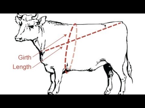 Animal Weight Calculation - YouTube