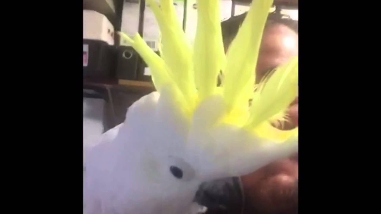 Snowy the Cockatoo having a good laugh - YouTube