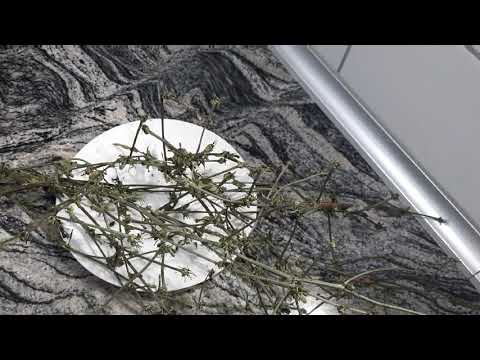 Ljekovita biljka Cikorija ili konjogriz: Ljekovita biljka vodopija za ...