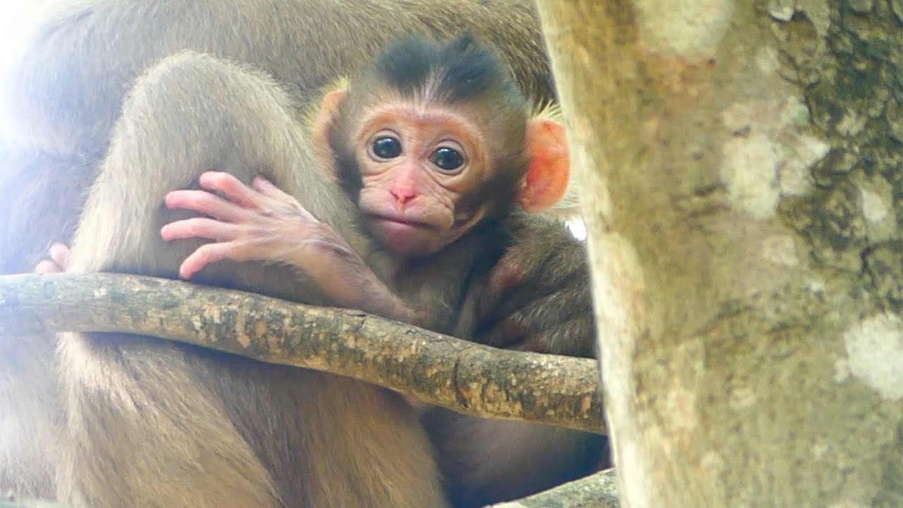 Lipa and poor health newborn - YouTube