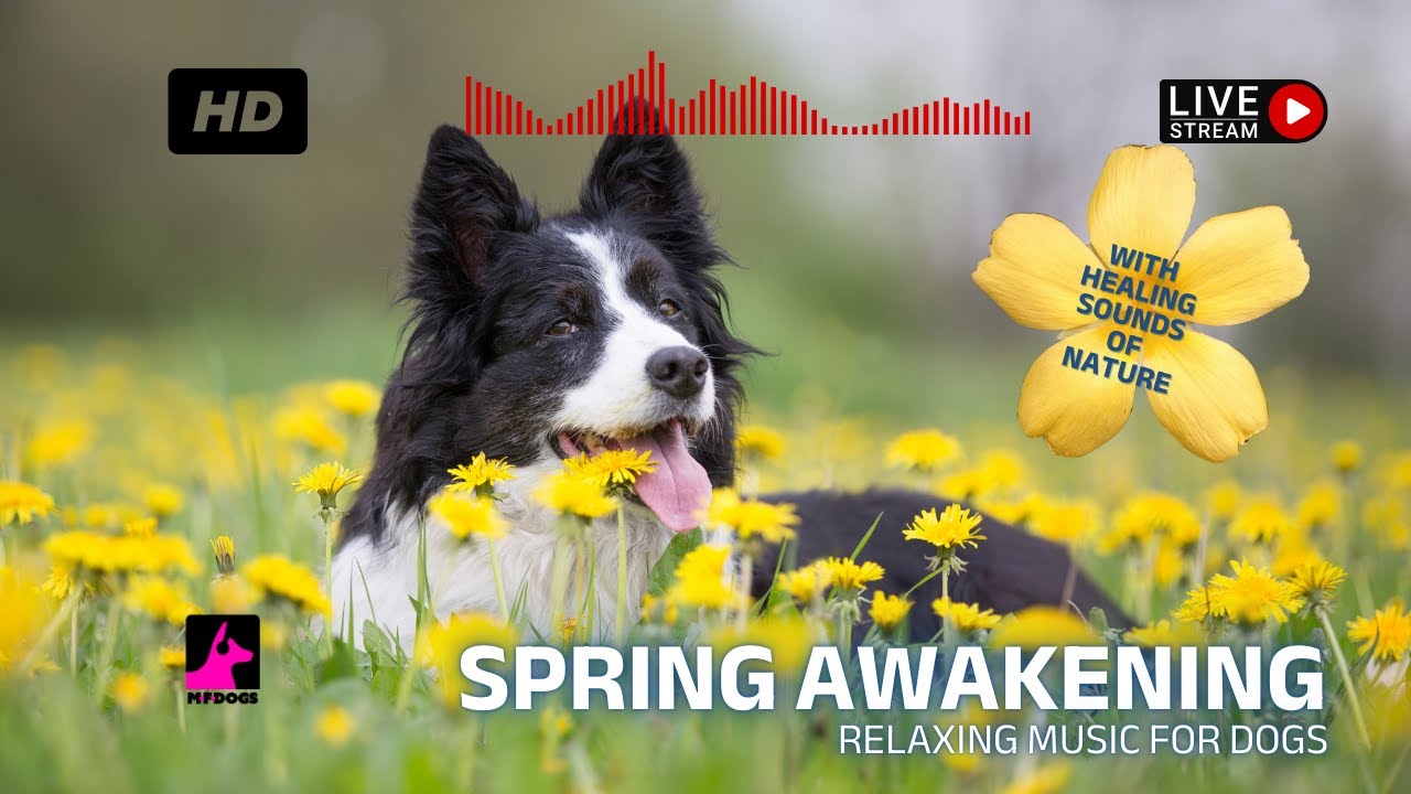 Spring Awakening: Relaxing Music for Dogs with Healing Sounds of Nature ...