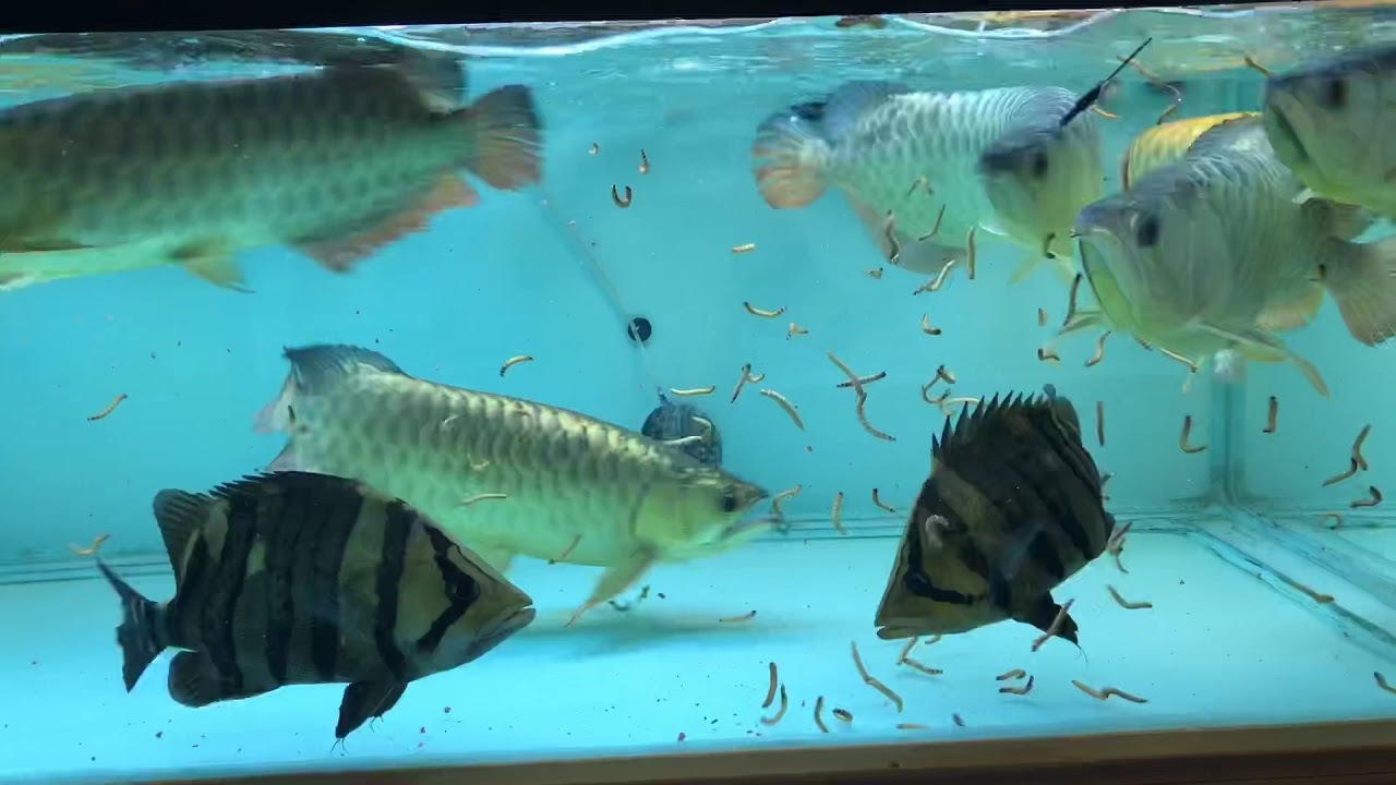 Arowanas eating frenzy - YouTube