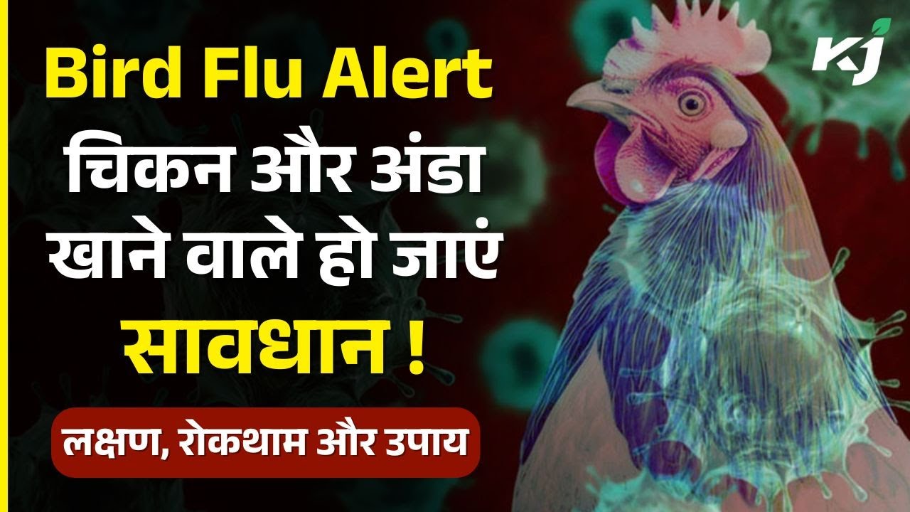 Bird Flu Alert | Chicken और Egg खाने वाले हो जाएं सावधान, Poultry ...