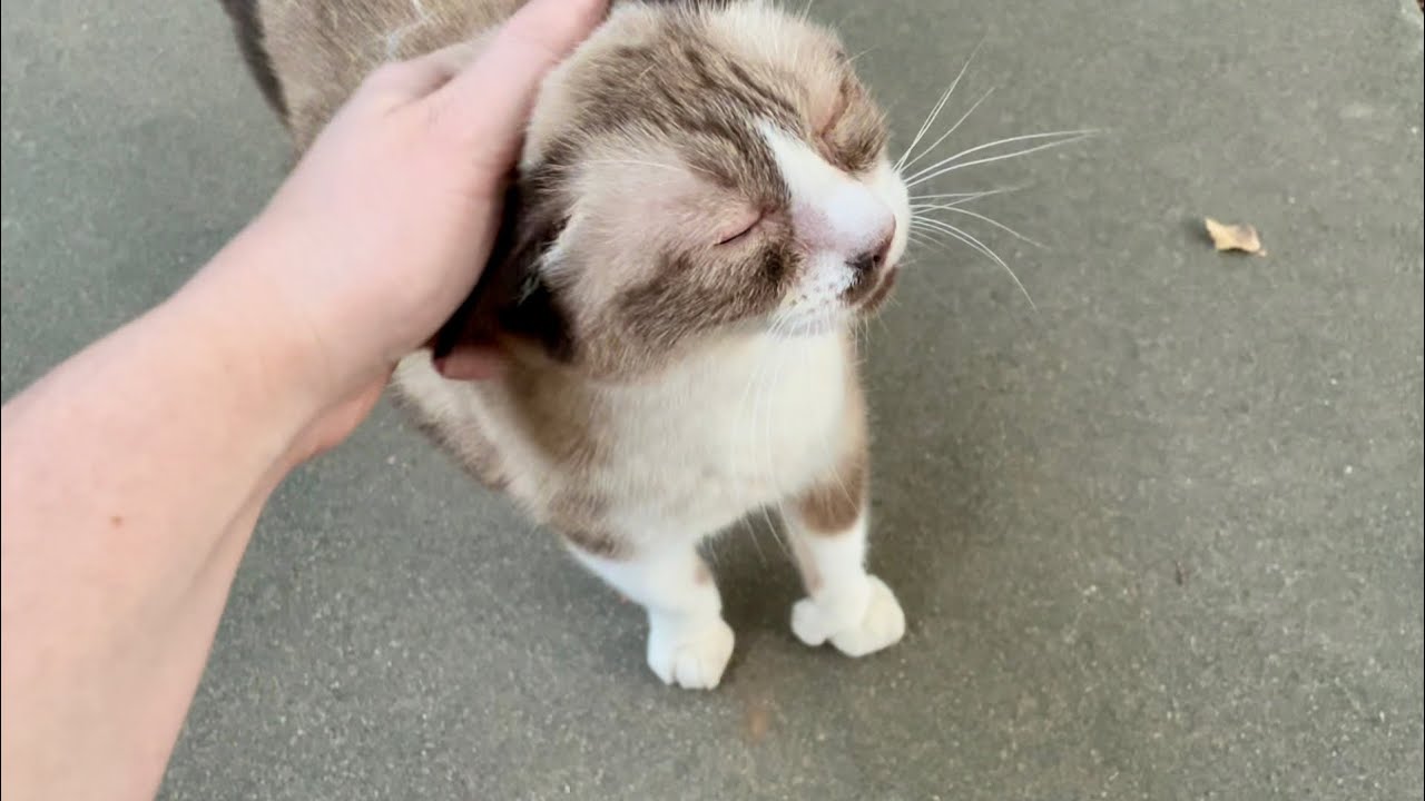 Cat Encounter: Sniffly kitty has thumbs - YouTube