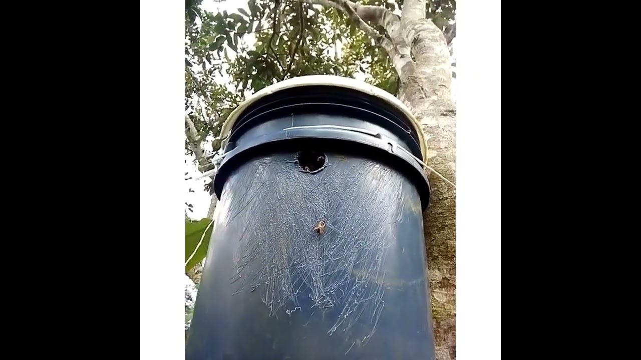 swarm trap update#bee bucket - YouTube