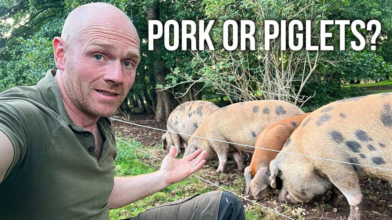 WHAT HAPPENED TO THE PIGS? - Our Oxford Sandy and Blacks - YouTube