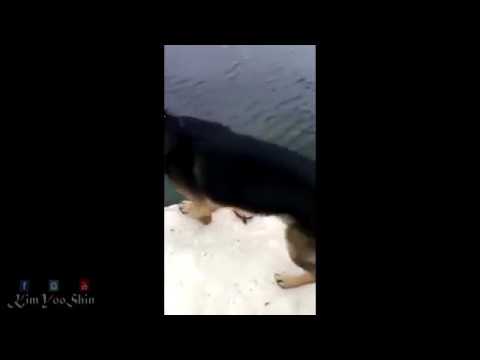 Sahibinin komutlarına uyan kopek