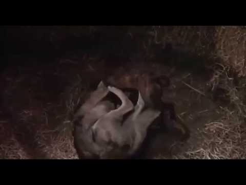 White Fang Bulldog Almost Kills Wolf