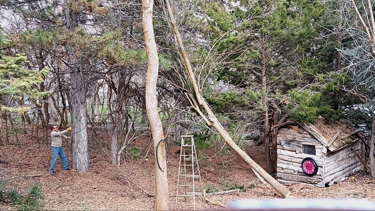 Proper Tree Felling Technique by Bryce - YouTube