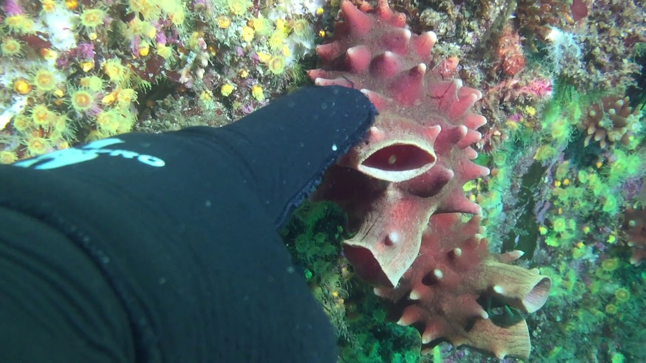 Rockfish Point Skin Scuba in KOREA - YouTube