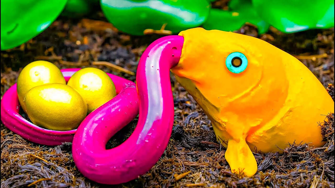 The cunning crab thief stole the gold from the Koi fish - Eel, Eggs ...