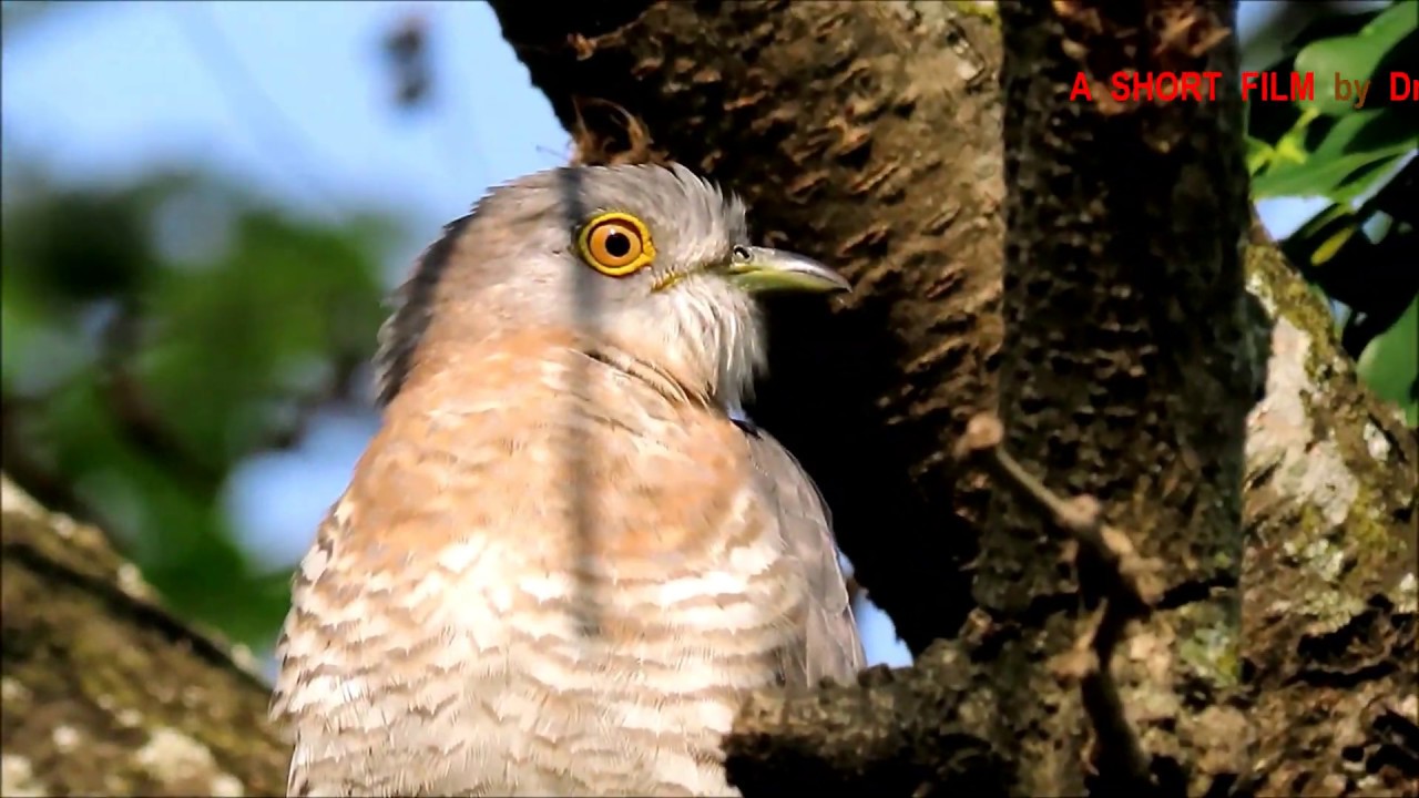 INDIAN HAWK CUCKOO - YouTube