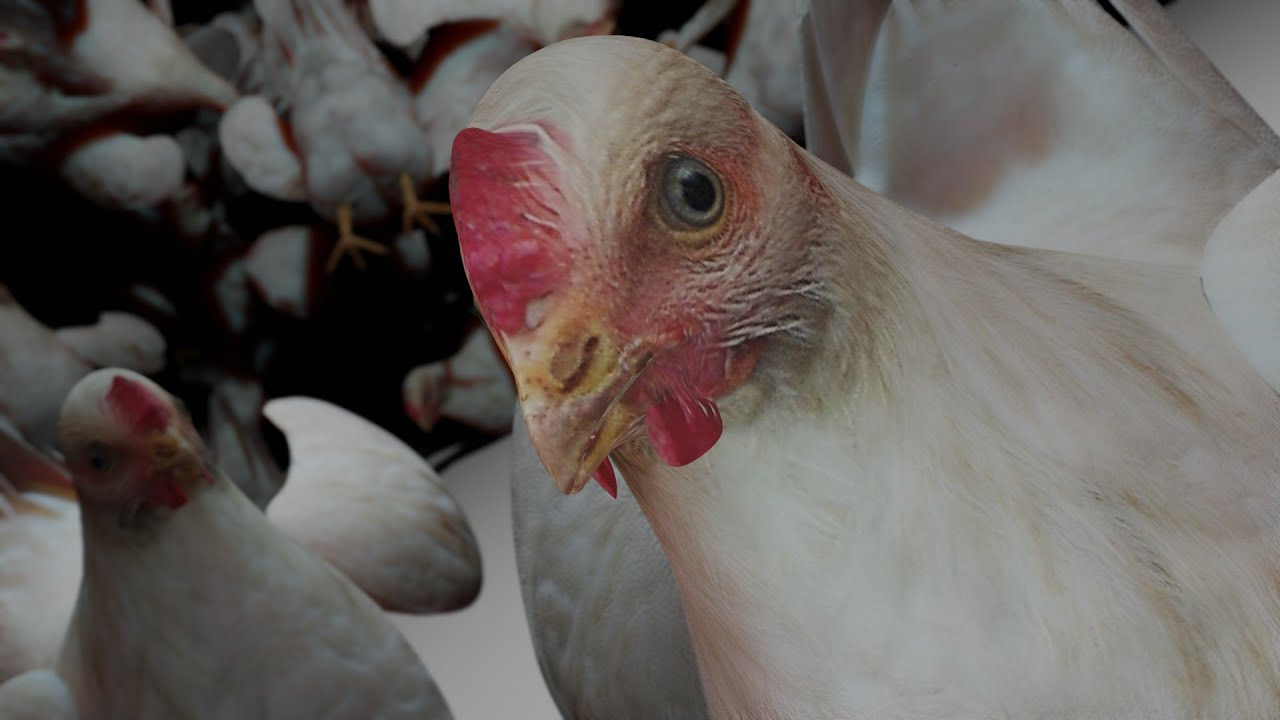 Chicken Beatbox - YouTube