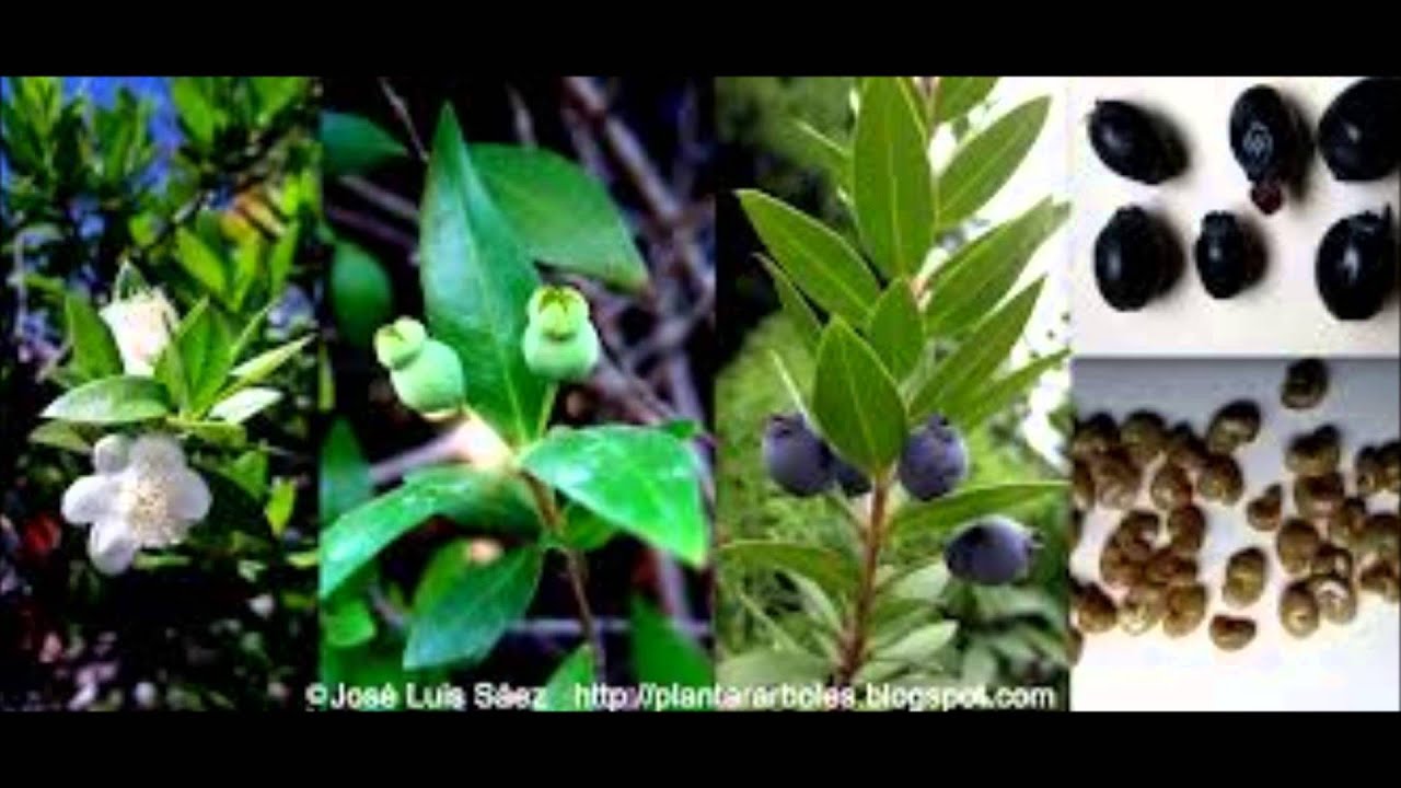 Árbol medicinal - El Arrayán - YouTube