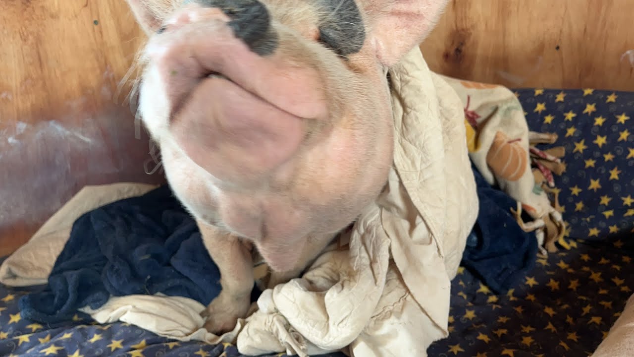 Arthurs Acres Animal Sanctuary is live - Paulie Walnut's 2nd Rescue ...