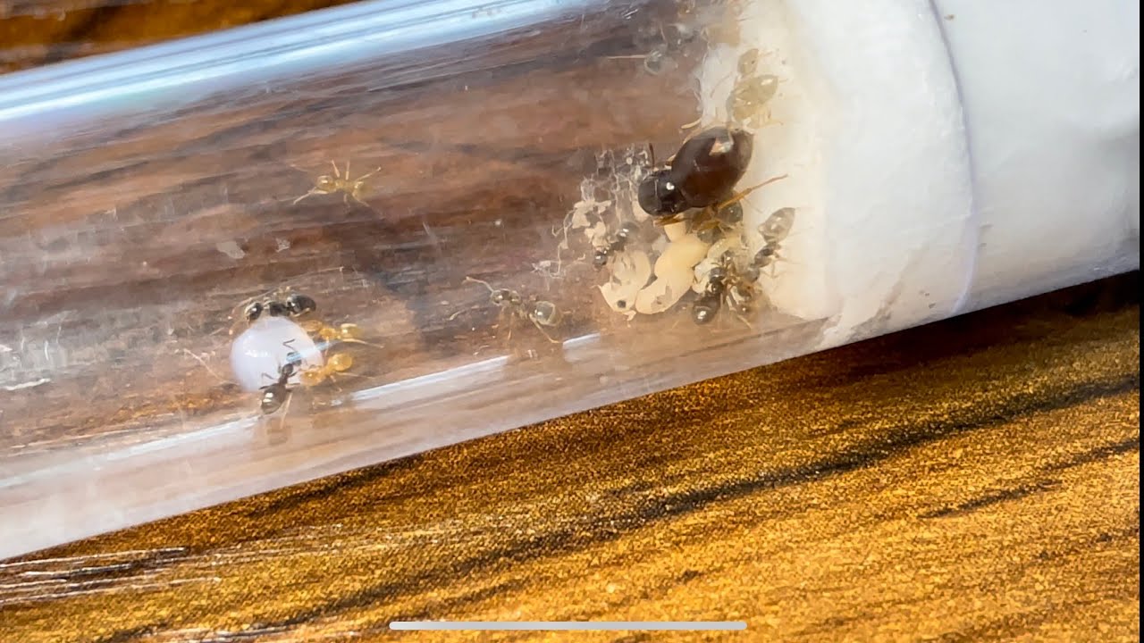 All you need to know about brood boosting your ant colonies! - YouTube