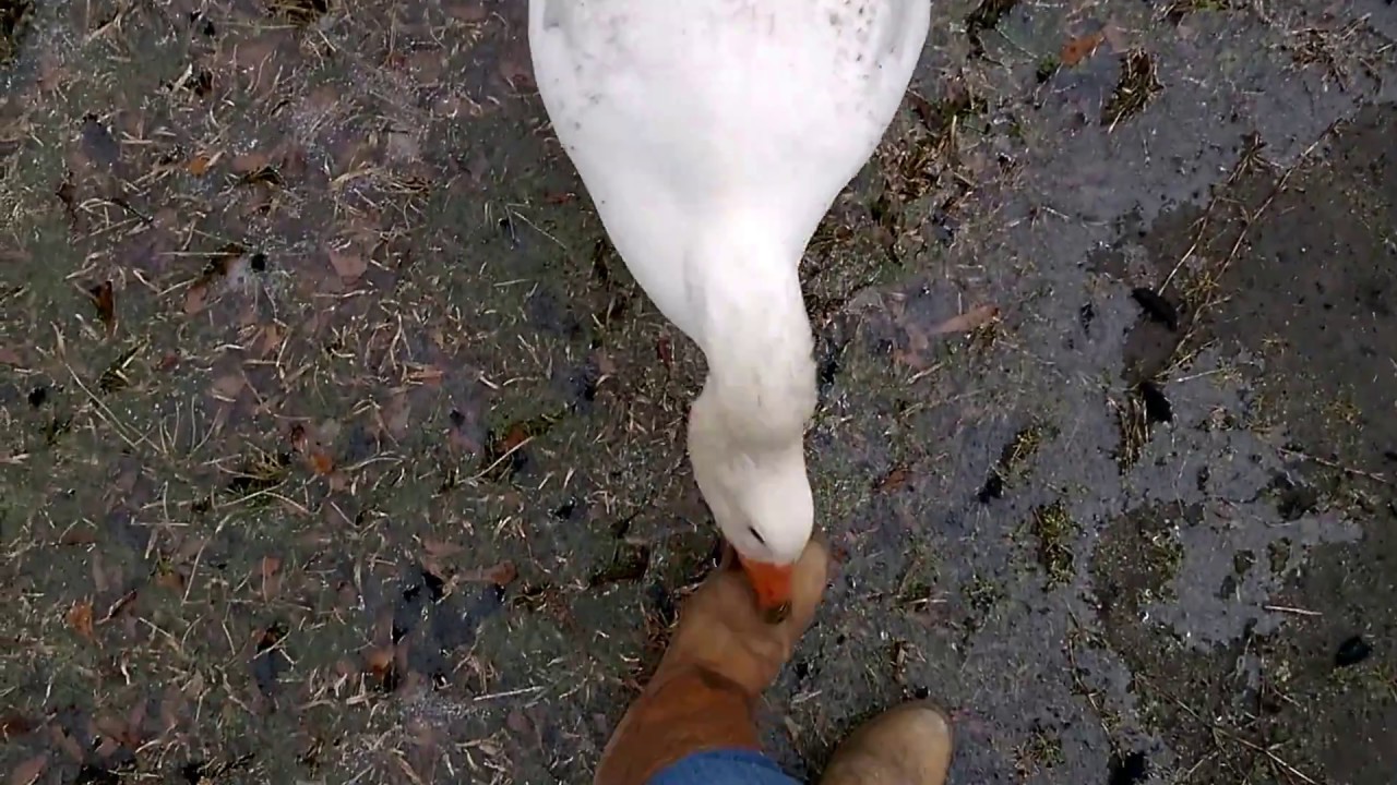 Geese attack! - YouTube
