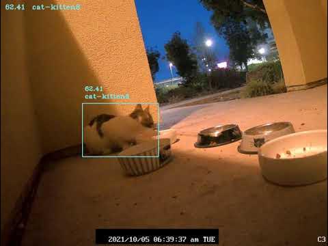 Custom trained Cat Detection System using OpenCV + Yolo v4 tiny/DarkNet ...